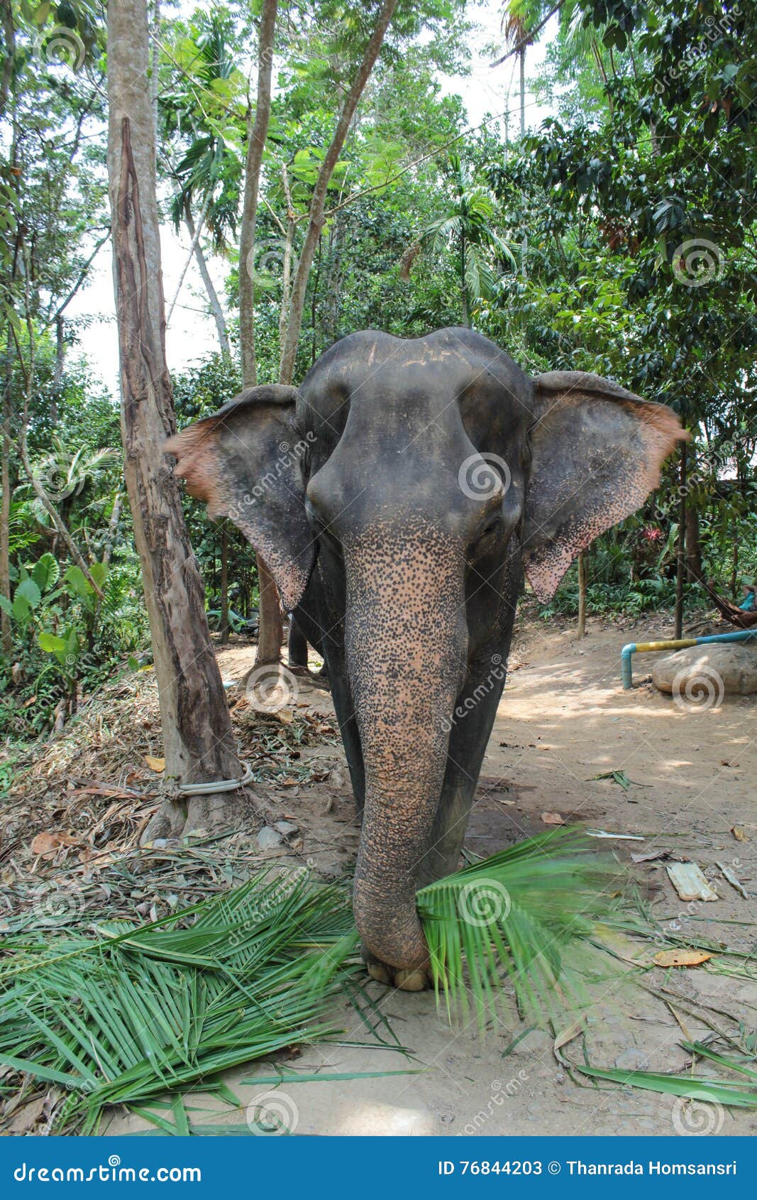 Elefante Que Come As Folhas Do Coco Imagem de Stock - Imagem de presa ...
