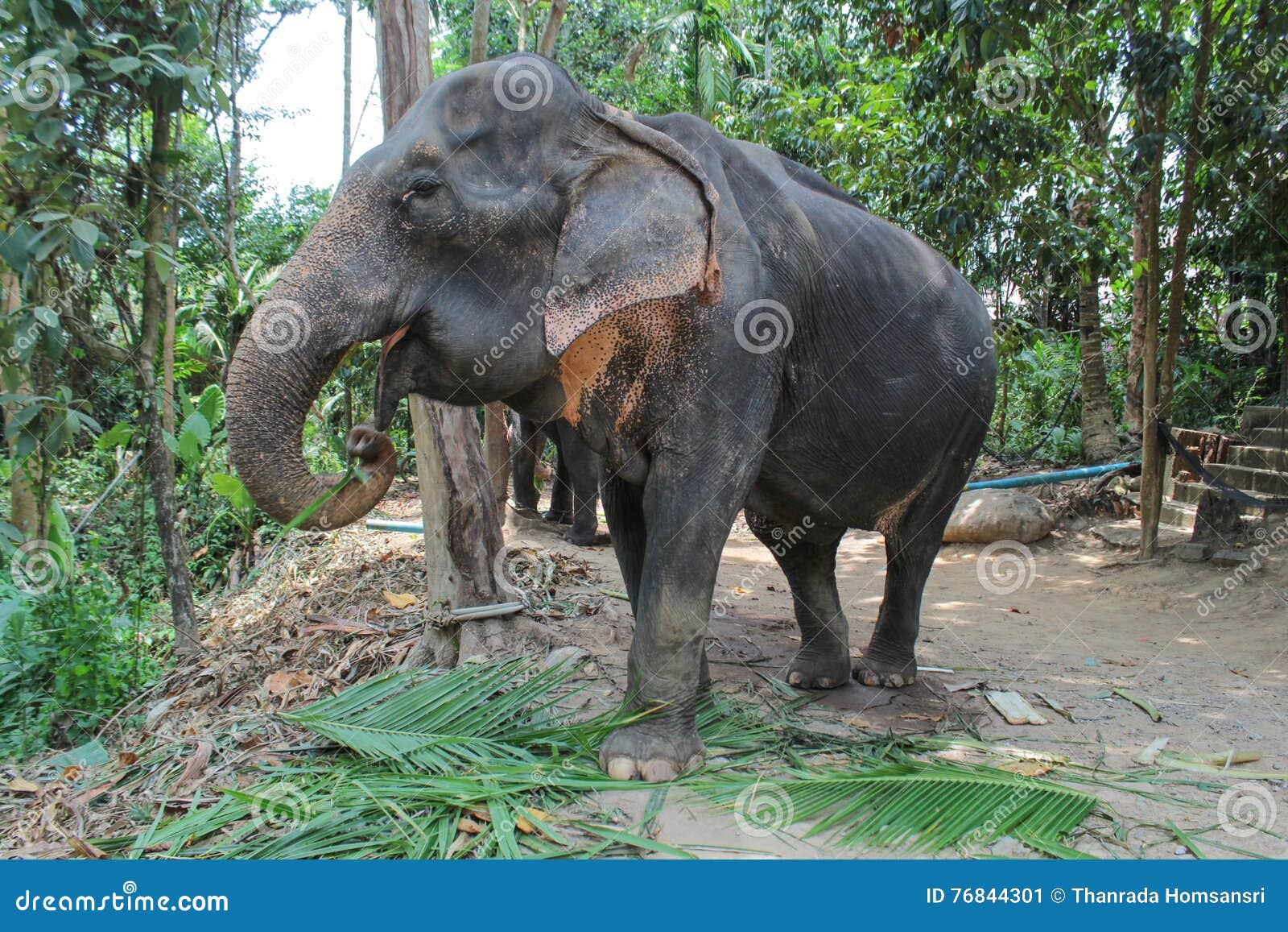 Elefante Que Come As Folhas Do Coco Imagem de Stock - Imagem de parque ...