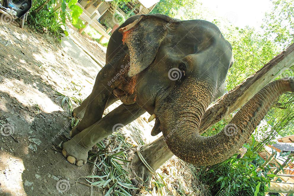 Elefante Que Come As Folhas Do Coco Imagem de Stock - Imagem de marfim ...