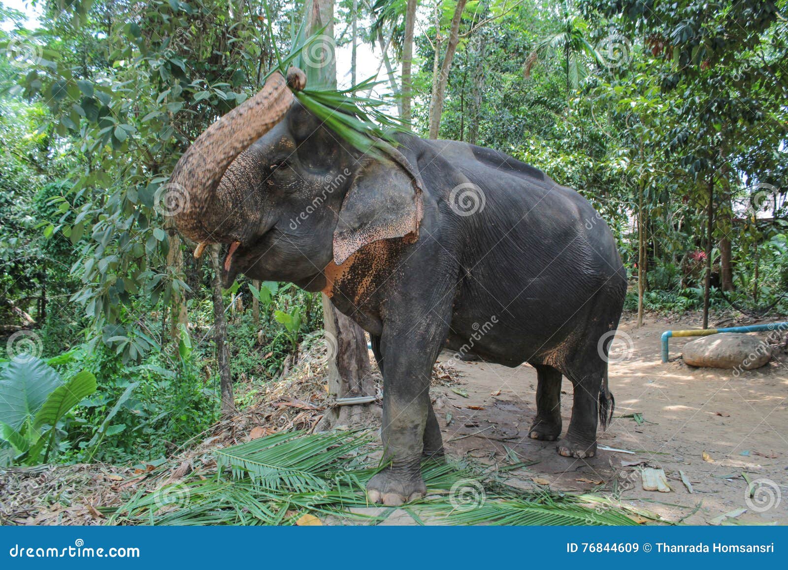 Elefante Que Come As Folhas Do Coco Imagem de Stock - Imagem de ...