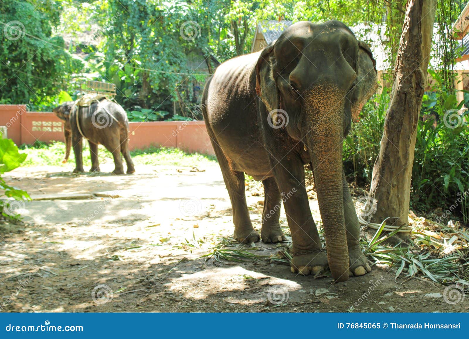 Elefante Que Come As Folhas Do Coco Imagem de Stock - Imagem de orelhas ...