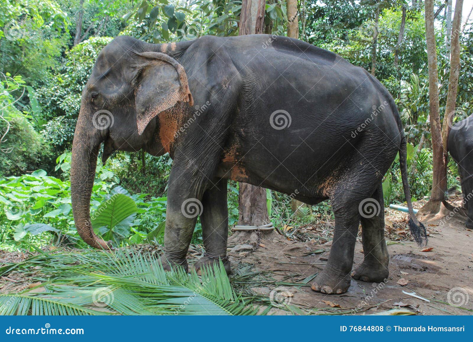 Elefante Que Come Las Hojas Del Coco Foto de archivo - Imagen de ...
