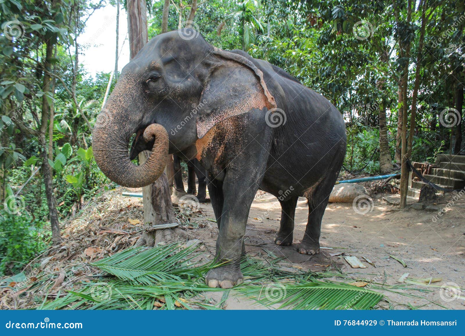 Elefante Que Come Las Hojas Del Coco Imagen de archivo - Imagen de coco ...