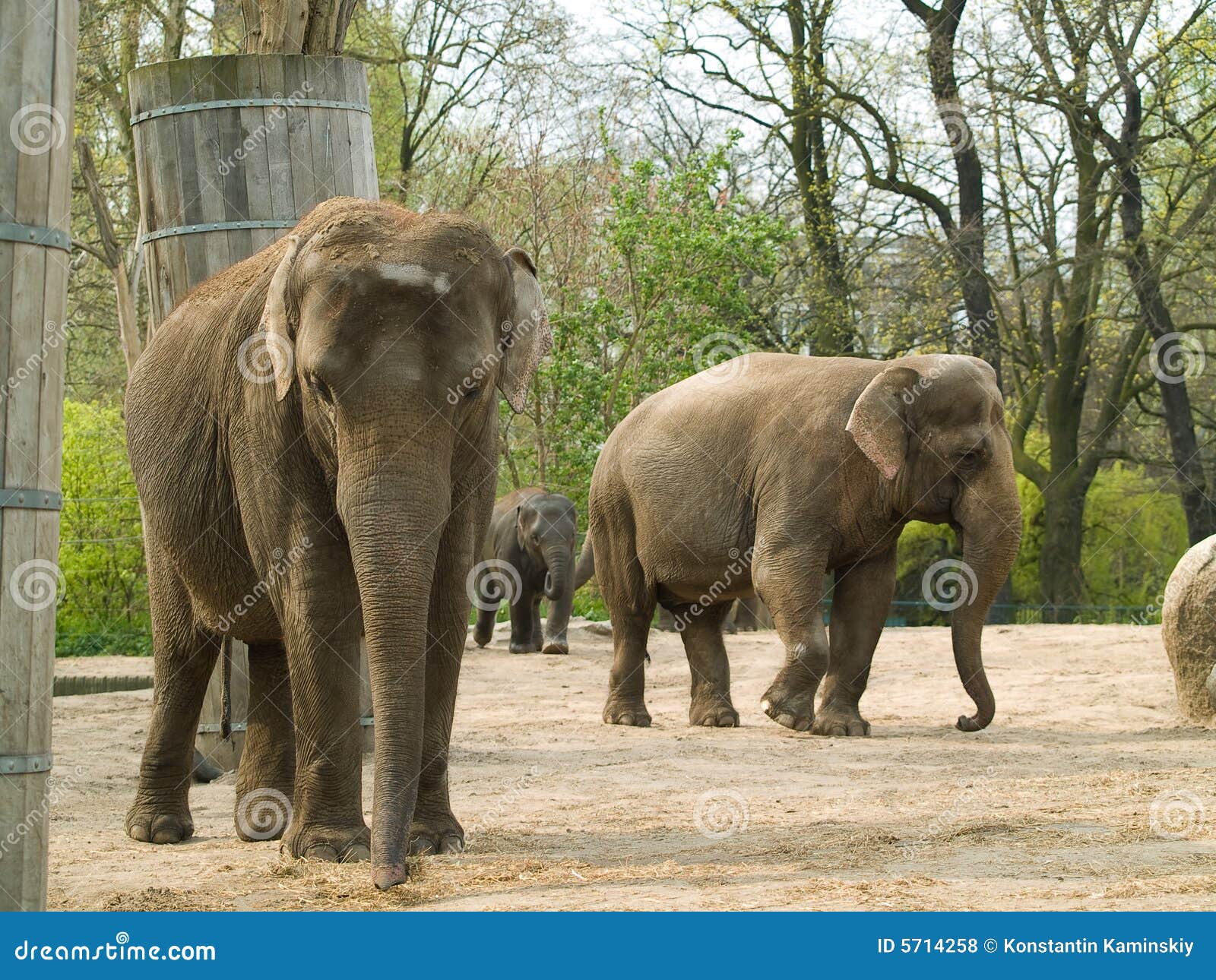 Elefanter arkivfoto. Bild av näsa, afrikansk, elefanter - 5714258