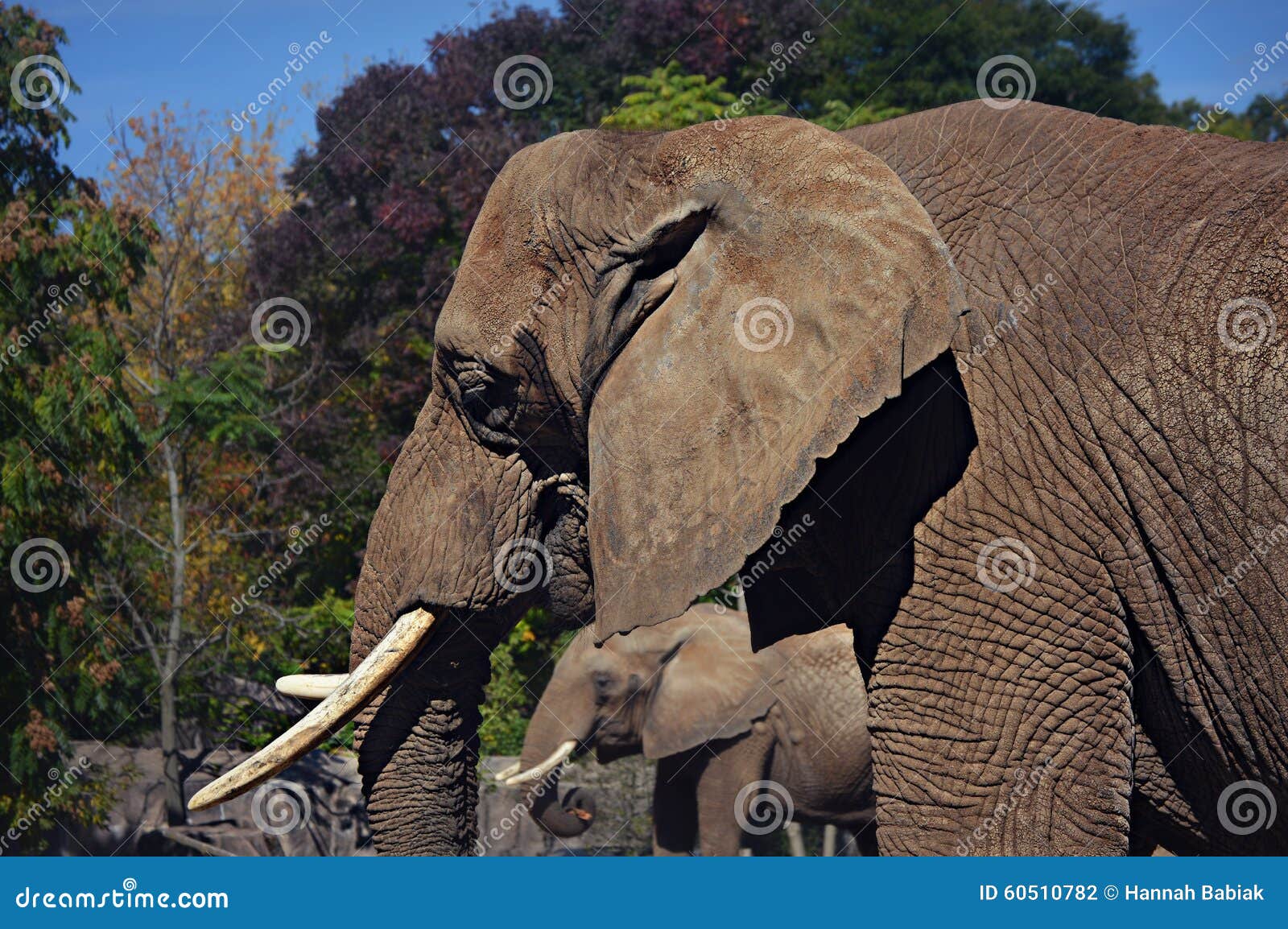 Elefanter arkivfoto. Bild av elefant, bakgrund, falla - 60510782