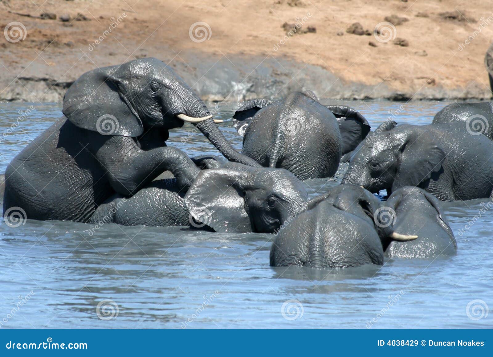 Elefanter som leker vatten fotografering för bildbyråer. Bild av turist ...