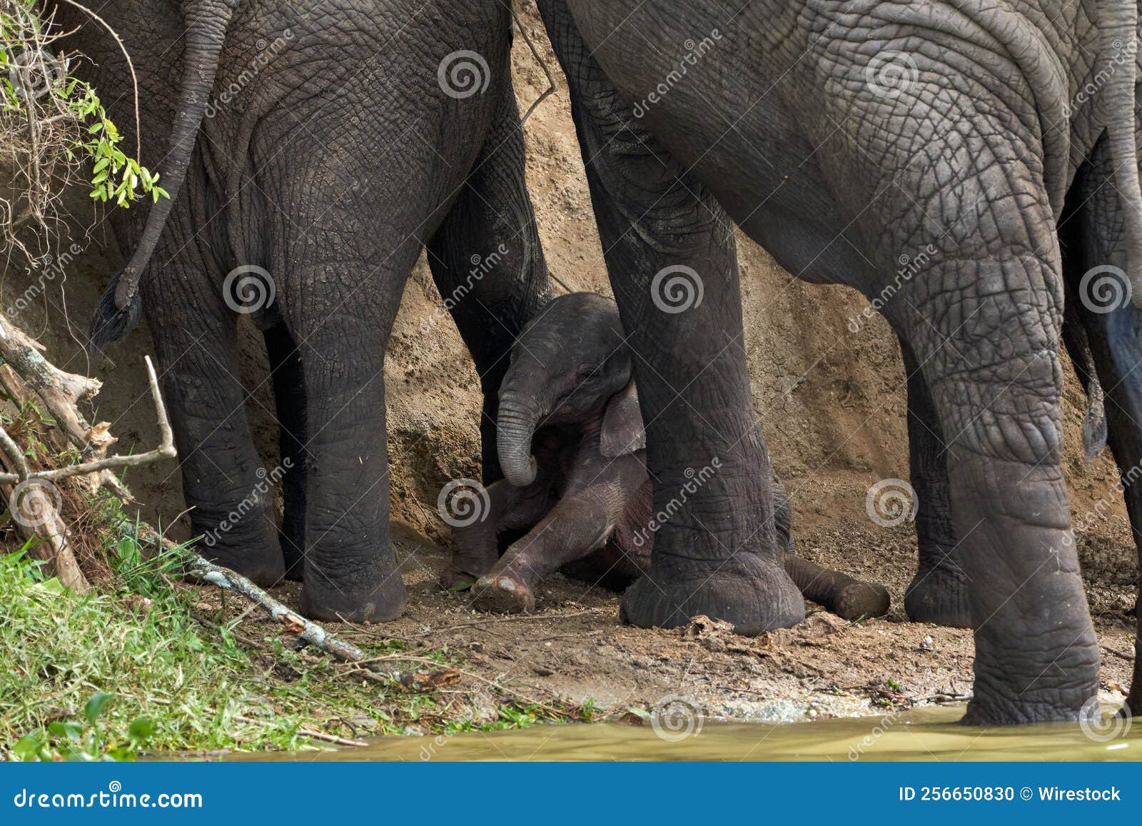 Elefantes Bebendo E Brincando No Rio Foto de Stock - Imagem de parque ...
