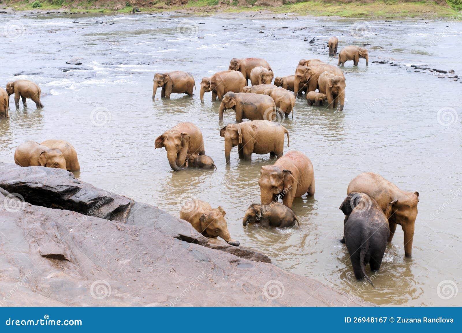 Elefantes no rio imagem de stock. Imagem de tronco, wildlife - 26948167