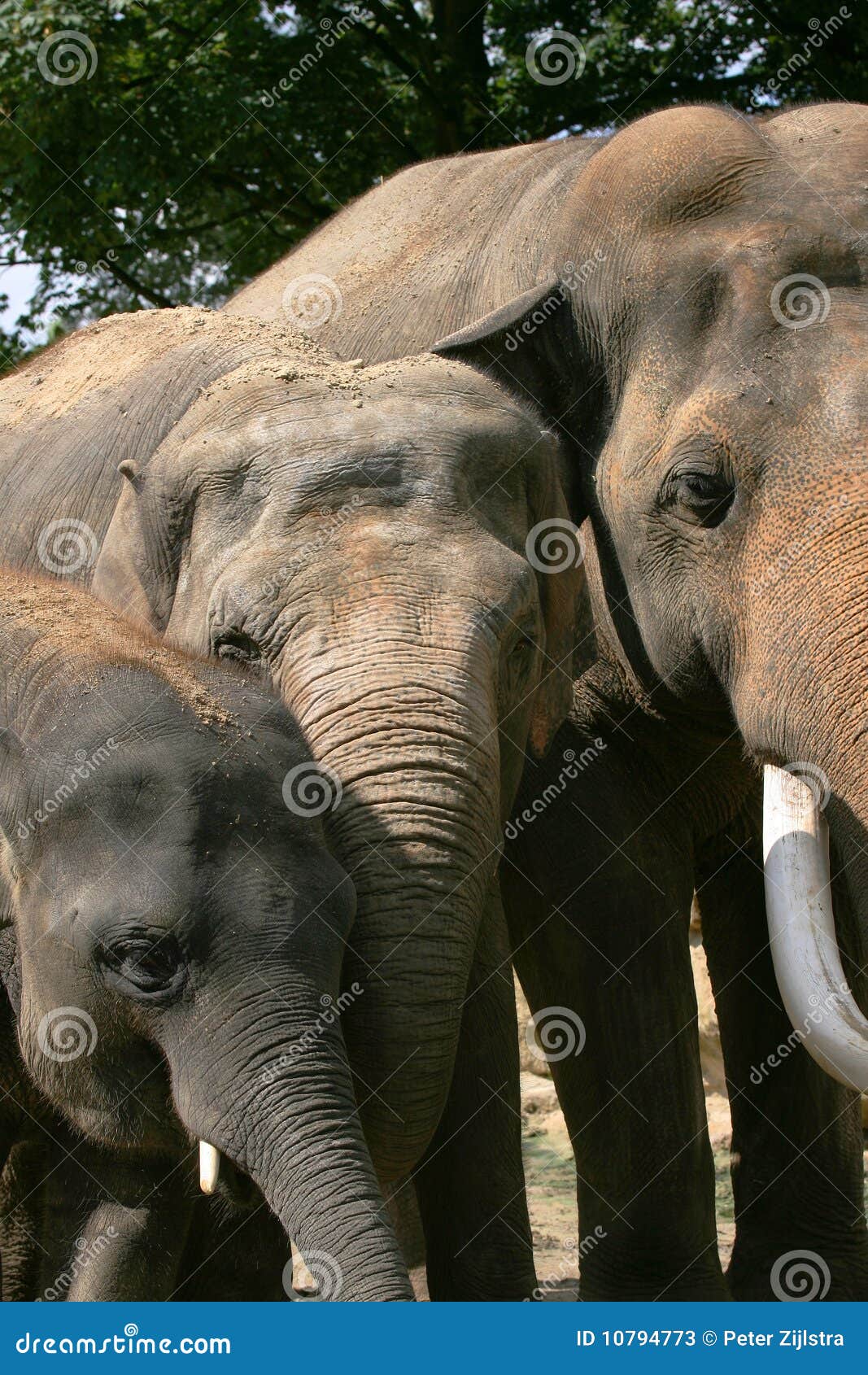 Elefanti immagine stock. Immagine di toro, animale, tronchi - 10794773