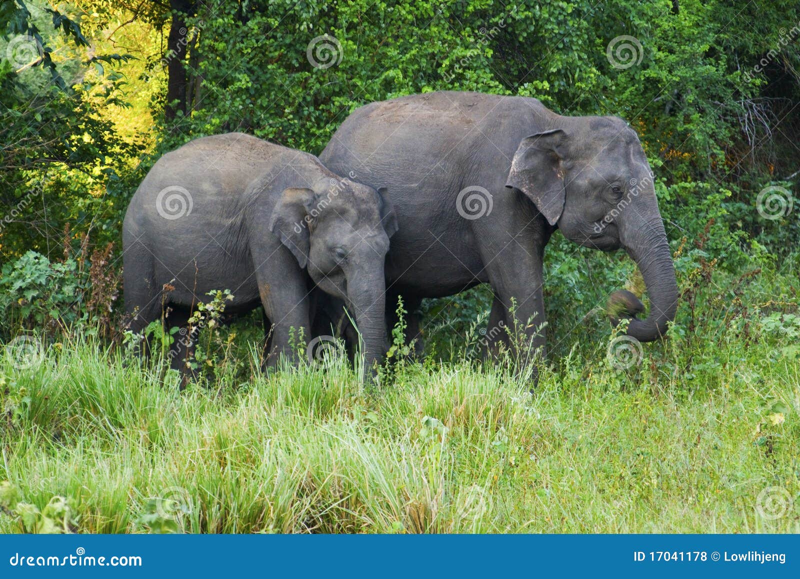 Elefanti fotografia stock. Immagine di asia, ambiente - 17041178
