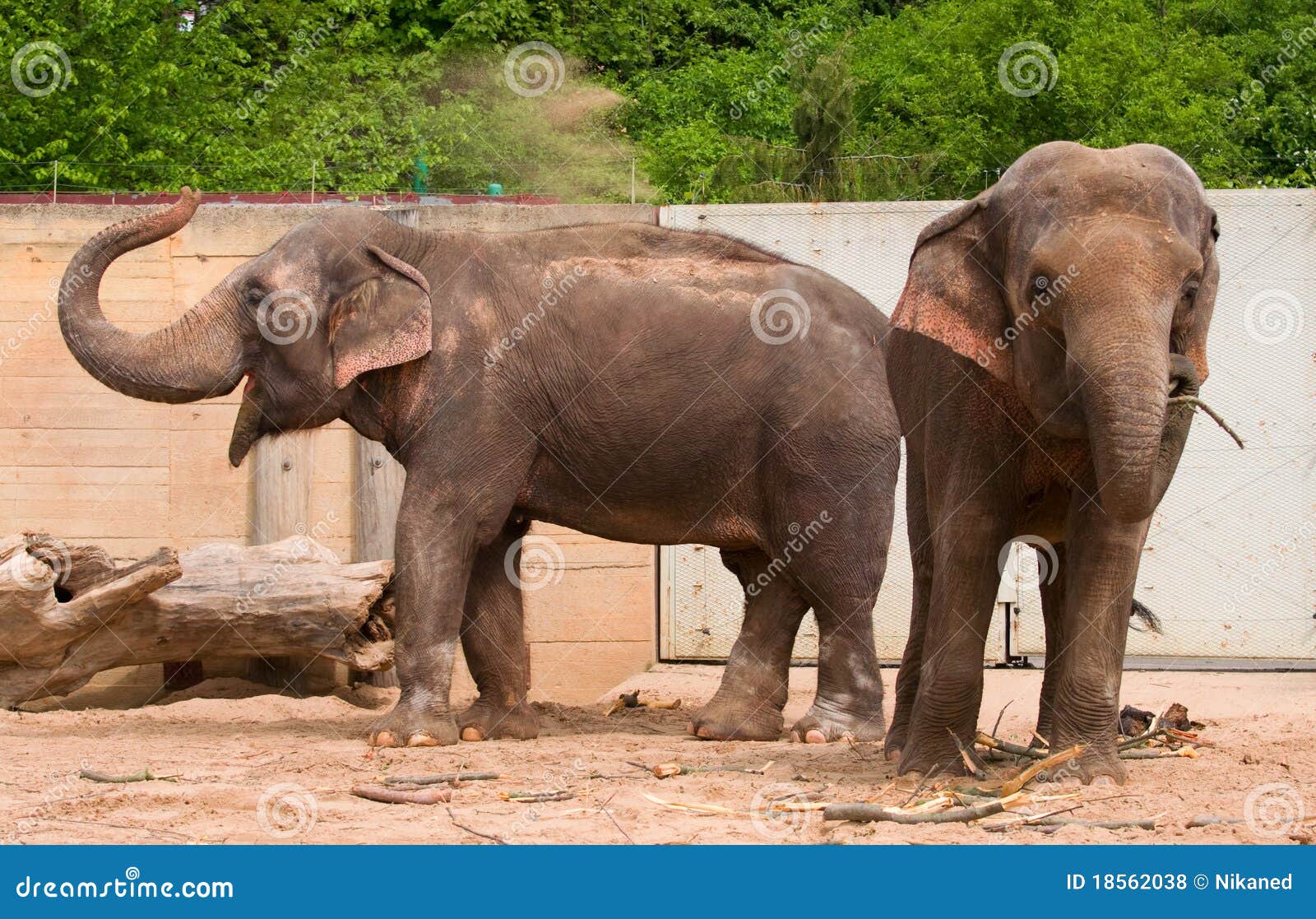 Elefanti fotografia stock. Immagine di gigante, nave - 18562038