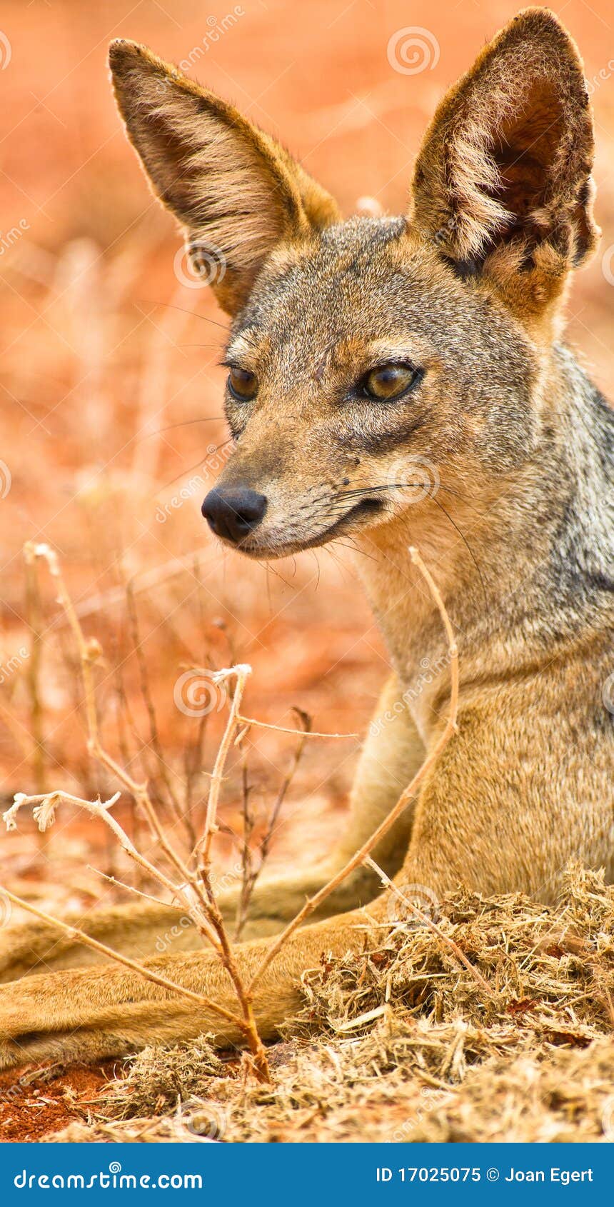 The Elegance of the Black-backed Jackal Stock Image - Image of backed ...