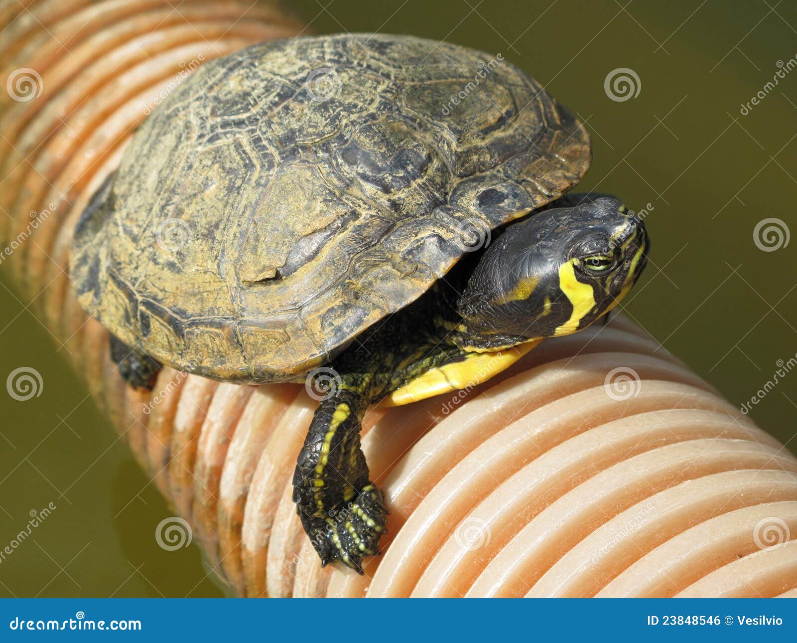 Elegans Del Scripta De Trachemys Foto de archivo - Imagen de exterior ...