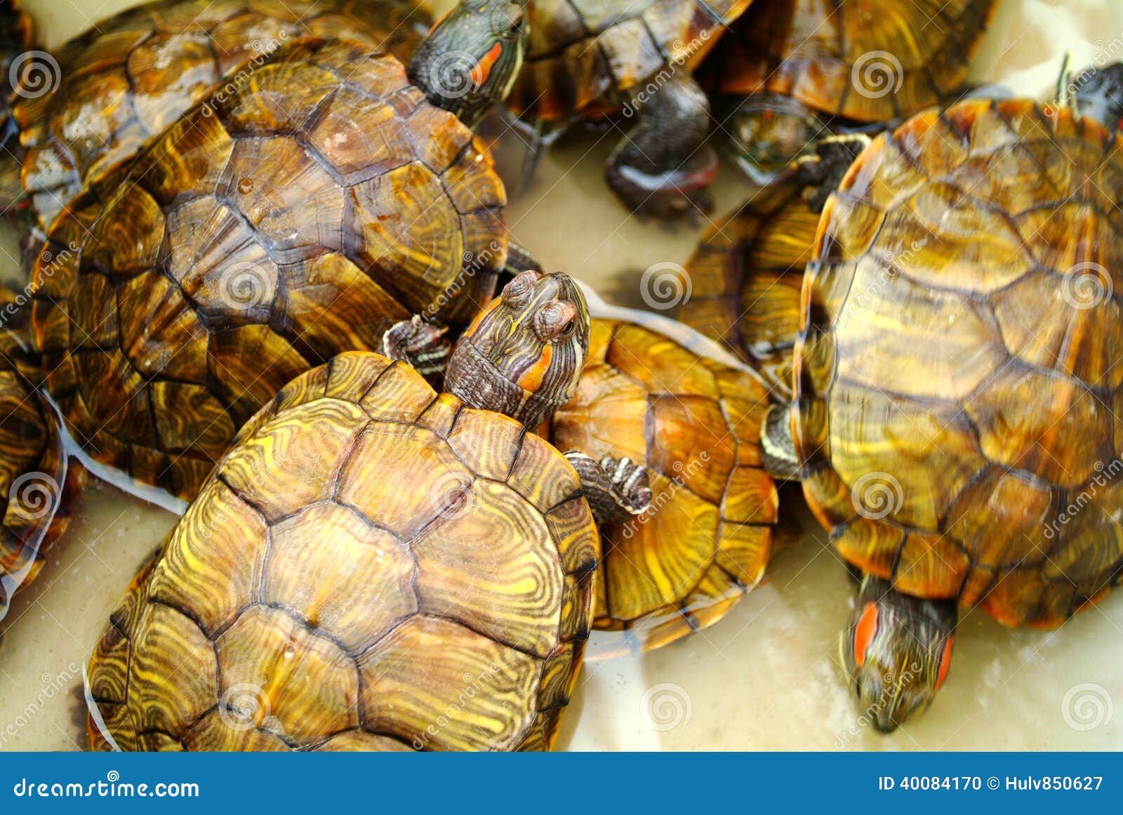 Elegans Del Scripta De Trachemys Foto de archivo - Imagen de caca ...