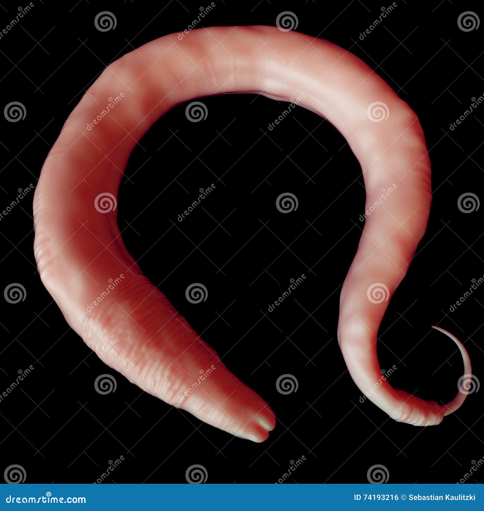 Worm. Roundworm. Intestinal Parasites.Warning Sign Parasitism , Vector ...