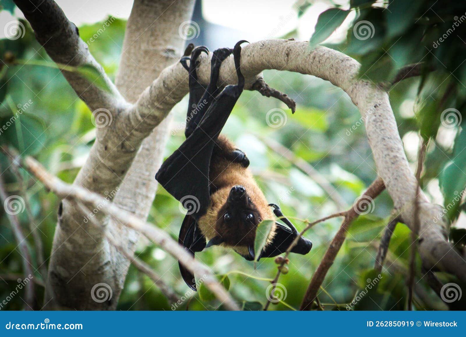Elegant Bat Sitting on a Branch of a Tree and Looking at the Camera ...