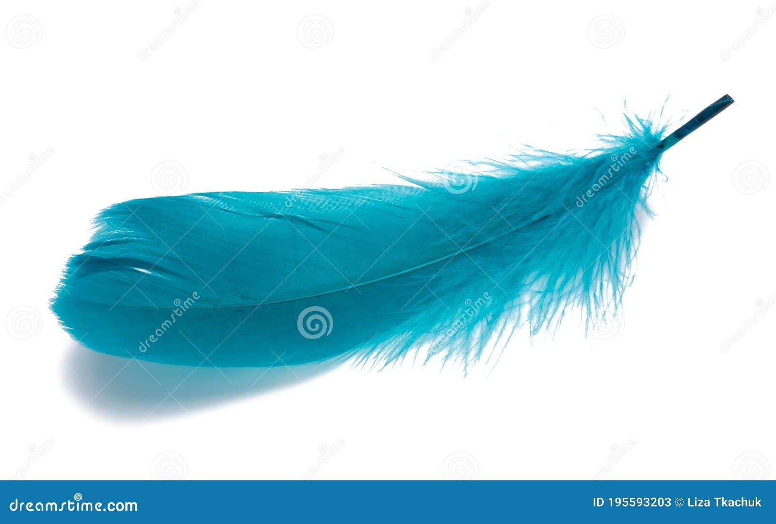 Elegant Blue Bird Feather Isolated on the White Stock Image - Image of ...