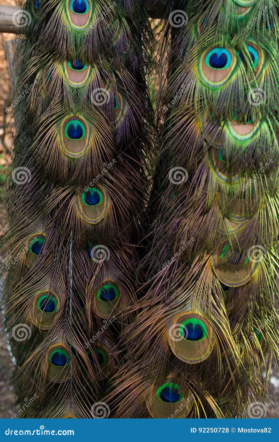 Elegant Blue and Green Peacock Tale Stock Photo - Image of royal ...