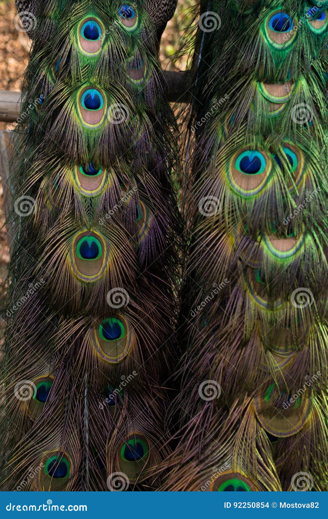 Elegant Blue and Green Peacock Tale Stock Photo - Image of beauty ...