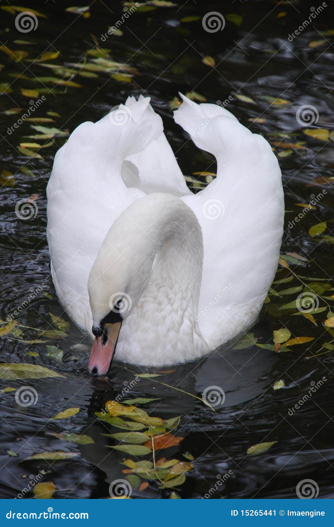 The elegant bow of a swan stock image. Image of beauty - 15265441