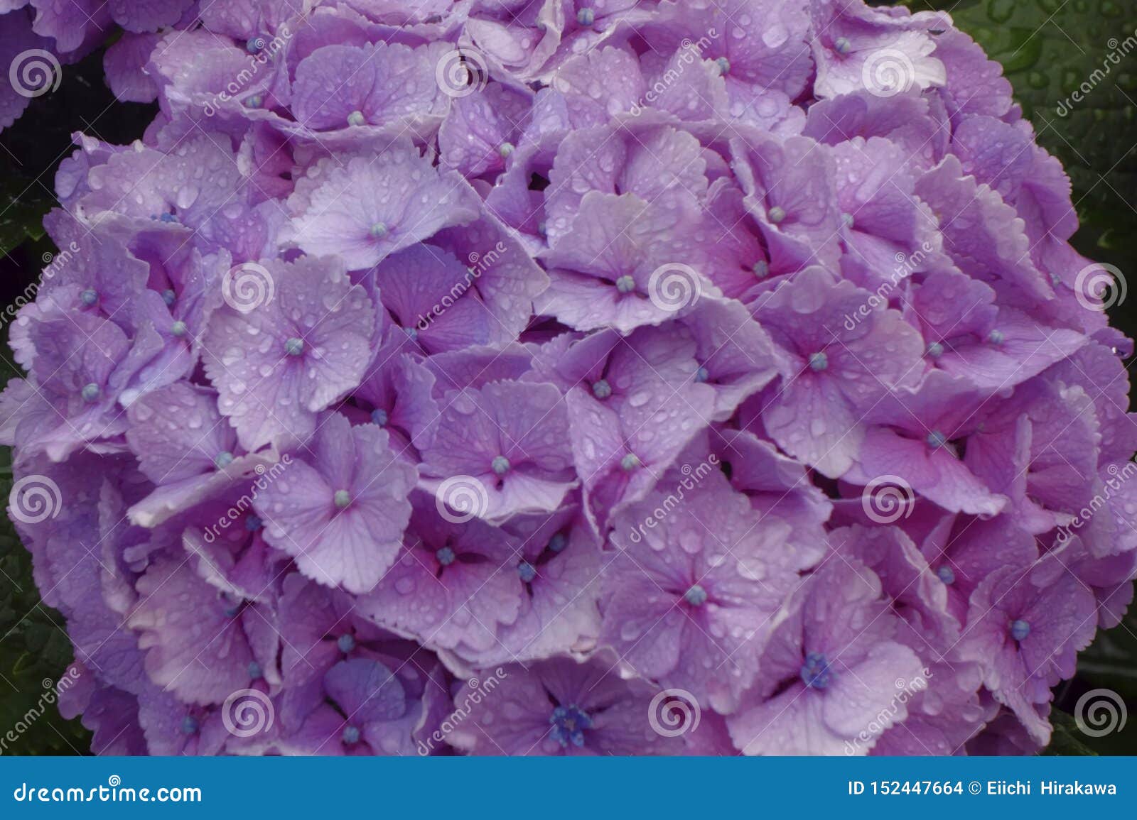 Elegant and Brilliant Hydrangea Stock Photo - Image of graceful ...