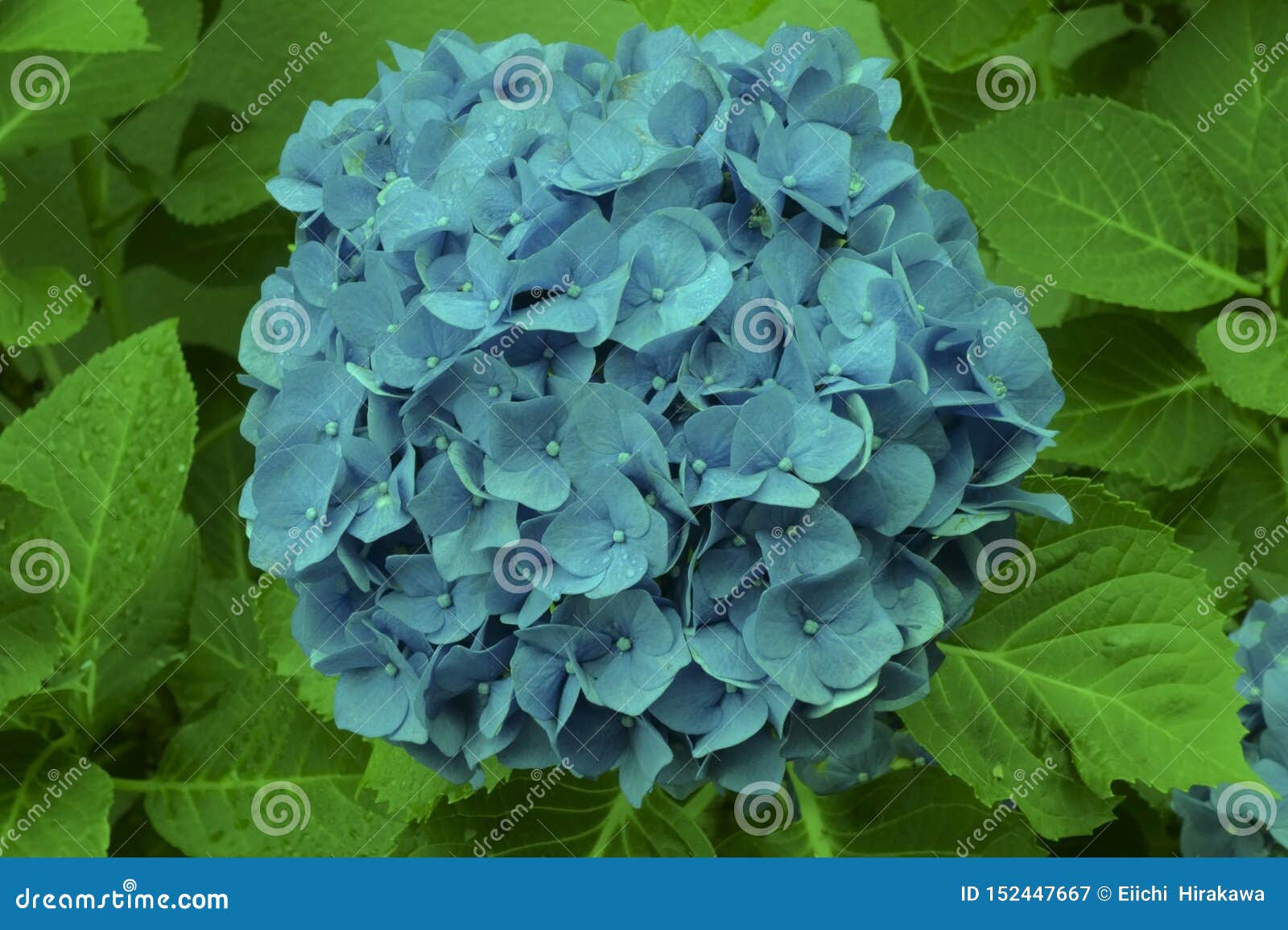 Elegant and Brilliant Hydrangea Stock Image - Image of brilliant, full ...