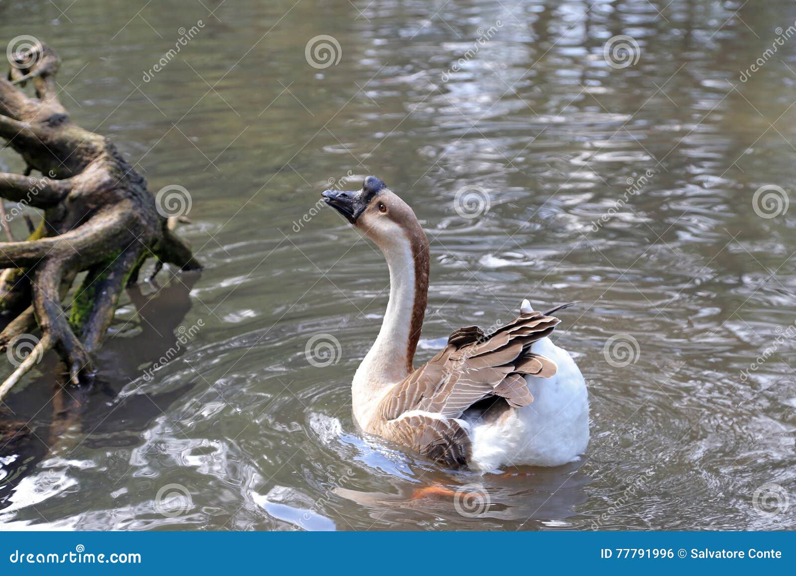 Elegant Brown and White Chinese Goose Stock Photo - Image of floating ...