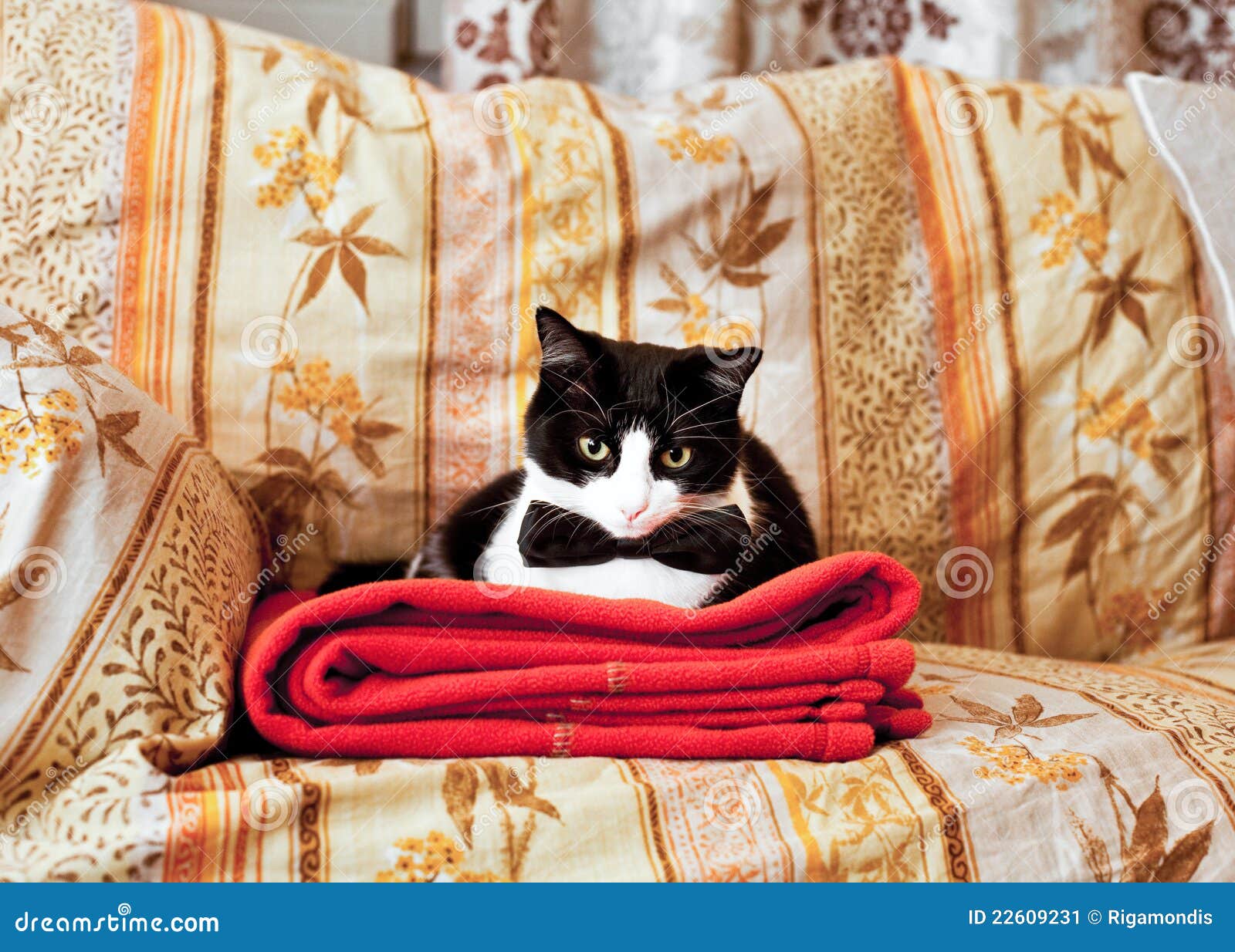 Elegant cat on sofa stock image. Image of animal, elegant - 22609231