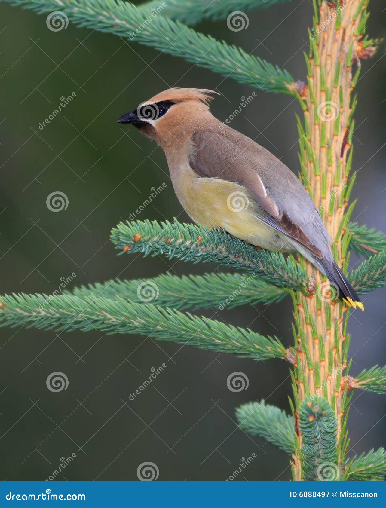 Elegant Cedar Waxwing bird stock image. Image of isolated - 6080497