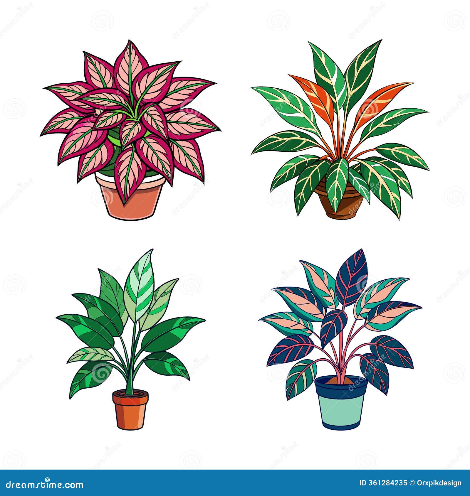 Elegant Coleus Blumei Houseplant Design Vector Illustration ...
