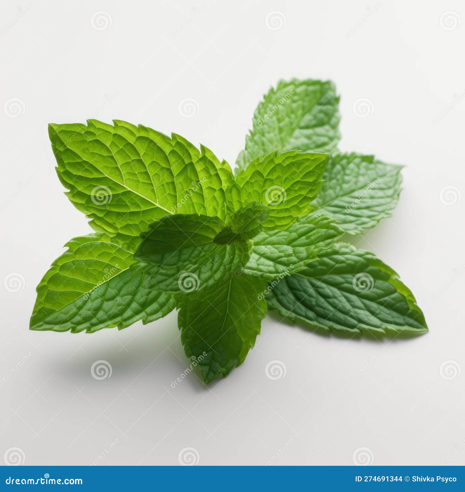 An Elegant Composition of a Single Fresh Mint Leaf on White Background ...