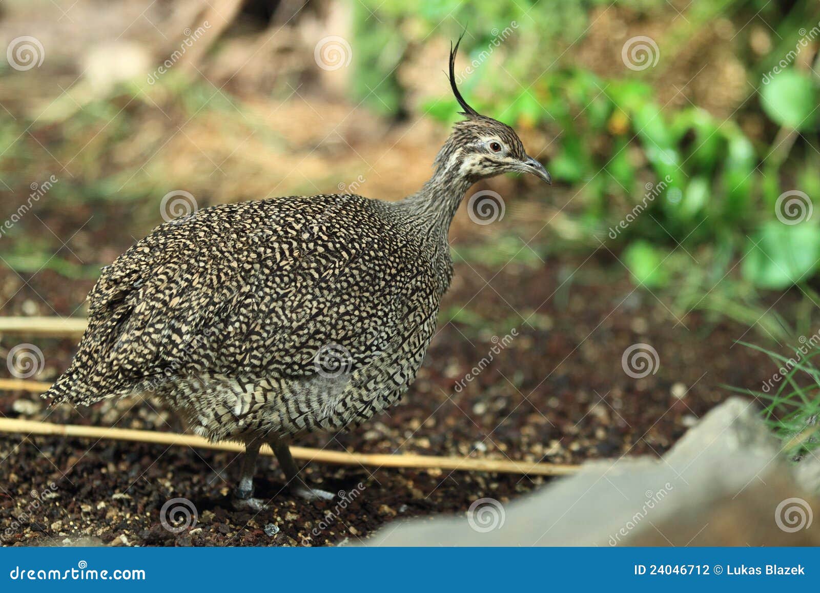 Elegant crested tinamou stock photo. Image of eudromia - 24046712