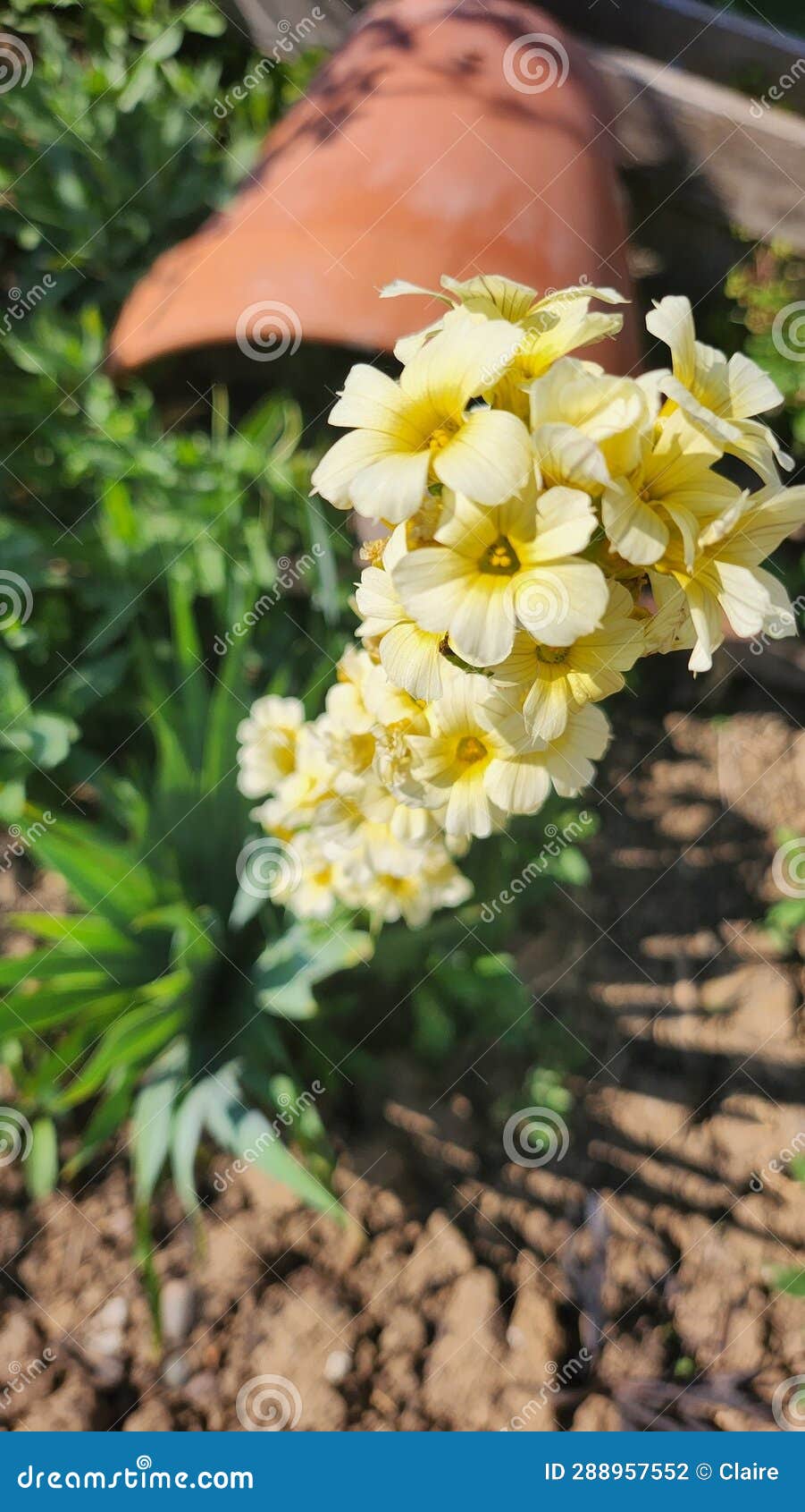Elegant dainty flowers stock photo. Image of natural - 288957552