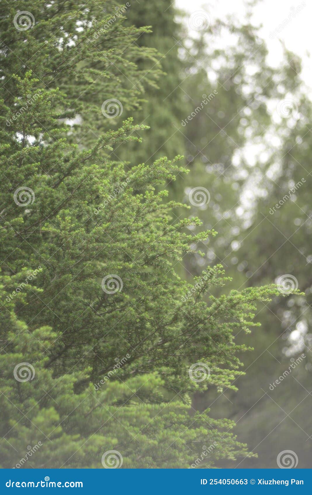 Elegant, Drooping Branches. Attractive Coloring. Pleasant Shape. Stock ...