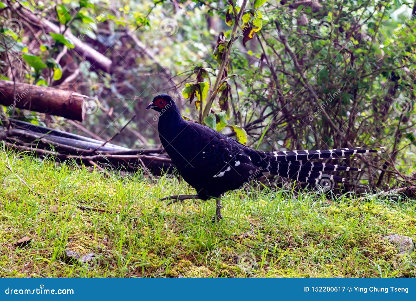 Elegant Emperor Pheasant stock image. Image of emperor - 152200617