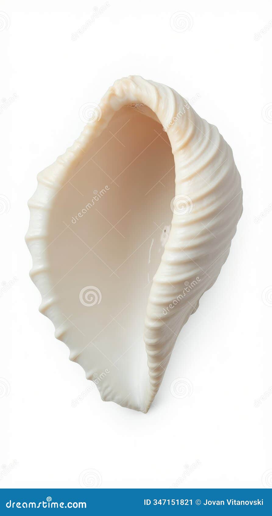 Elegant Empty Seashell Isolated on White Background Stock Illustration ...