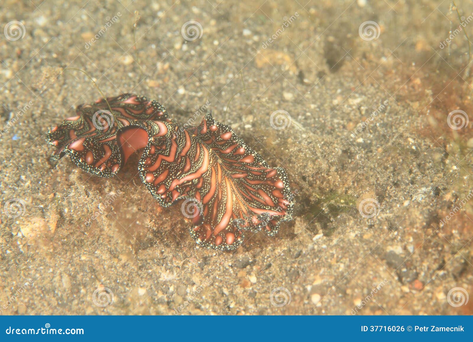 Elegant flat worm stock photo. Image of elegant, bedfordi - 37716026