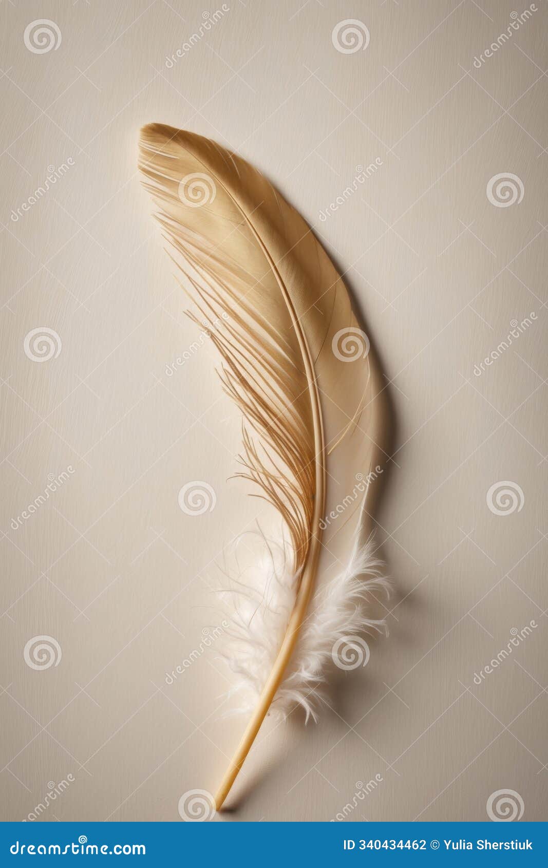 Elegant Golden Feather Background Design. Stock Photo - Image of ...