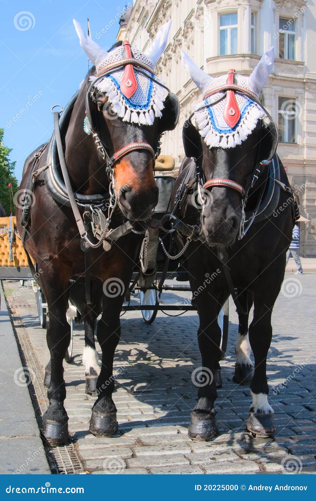 Elegant Horses Harnessed in Stroller Stock Photo - Image of carry ...