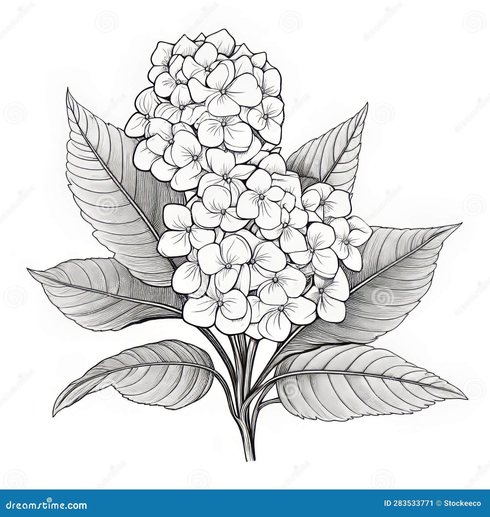 Elegant Hydrangea Flower Drawing In Ingrid Baars Style Stock