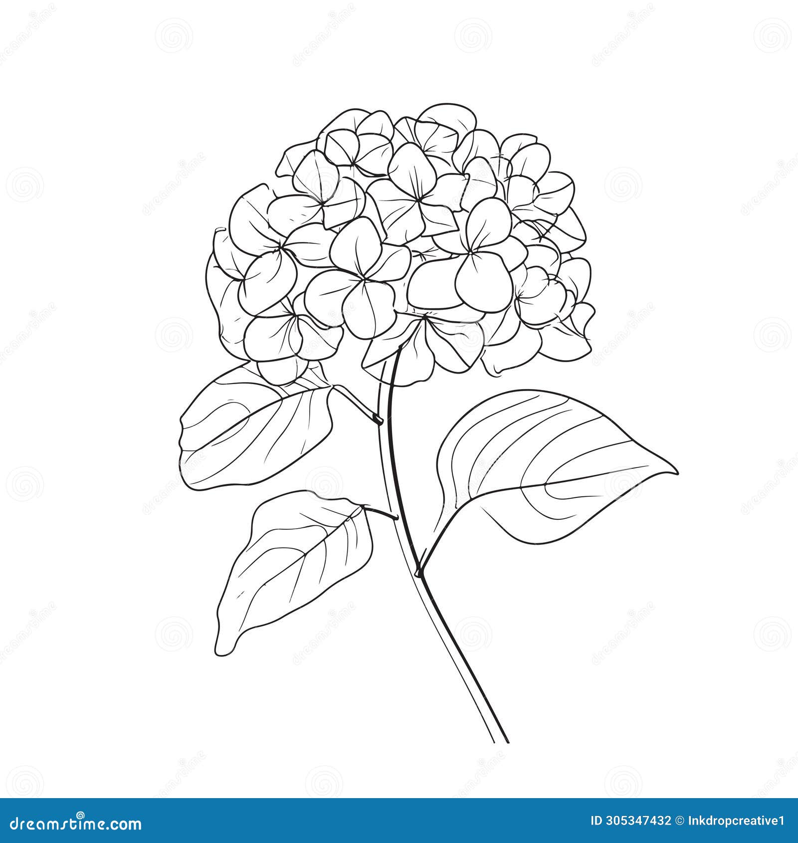 Elegant Line Drawing of a Hydrangea Flower. Illustration for Invites ...