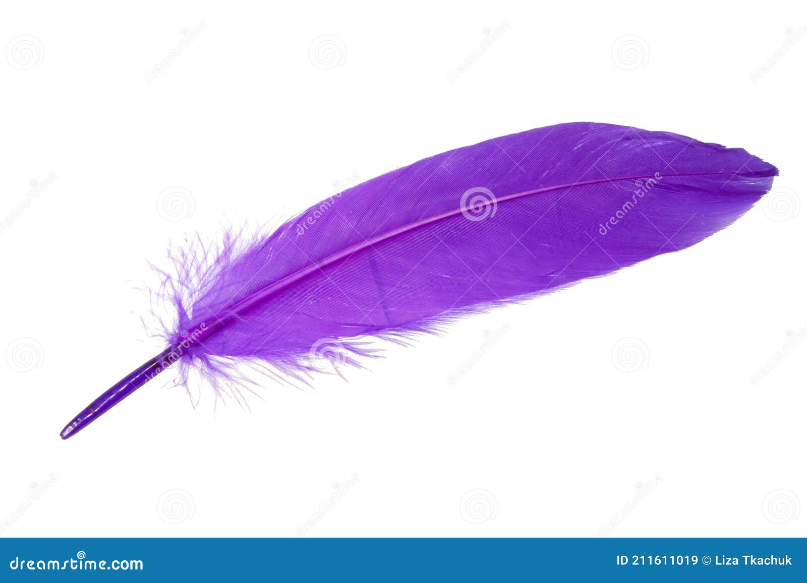 Elegant Magenta Purple Feather Isolated on the White Background Stock ...