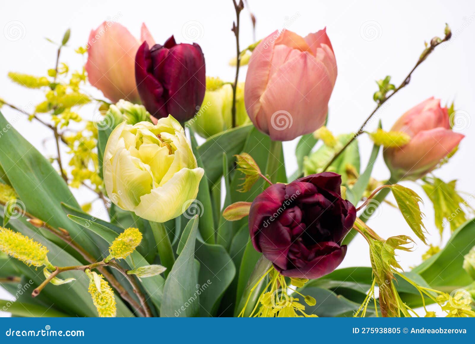 Elegant Mixed Tulips Spring Bouquet in White Vase on White Background ...