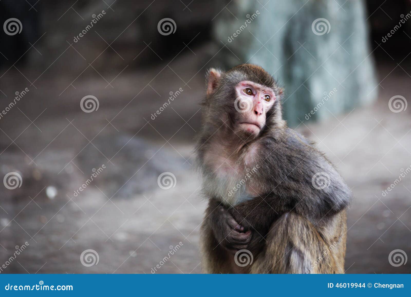 Elegant monkey stock photo. Image of smart, lovely, attractive - 46019944