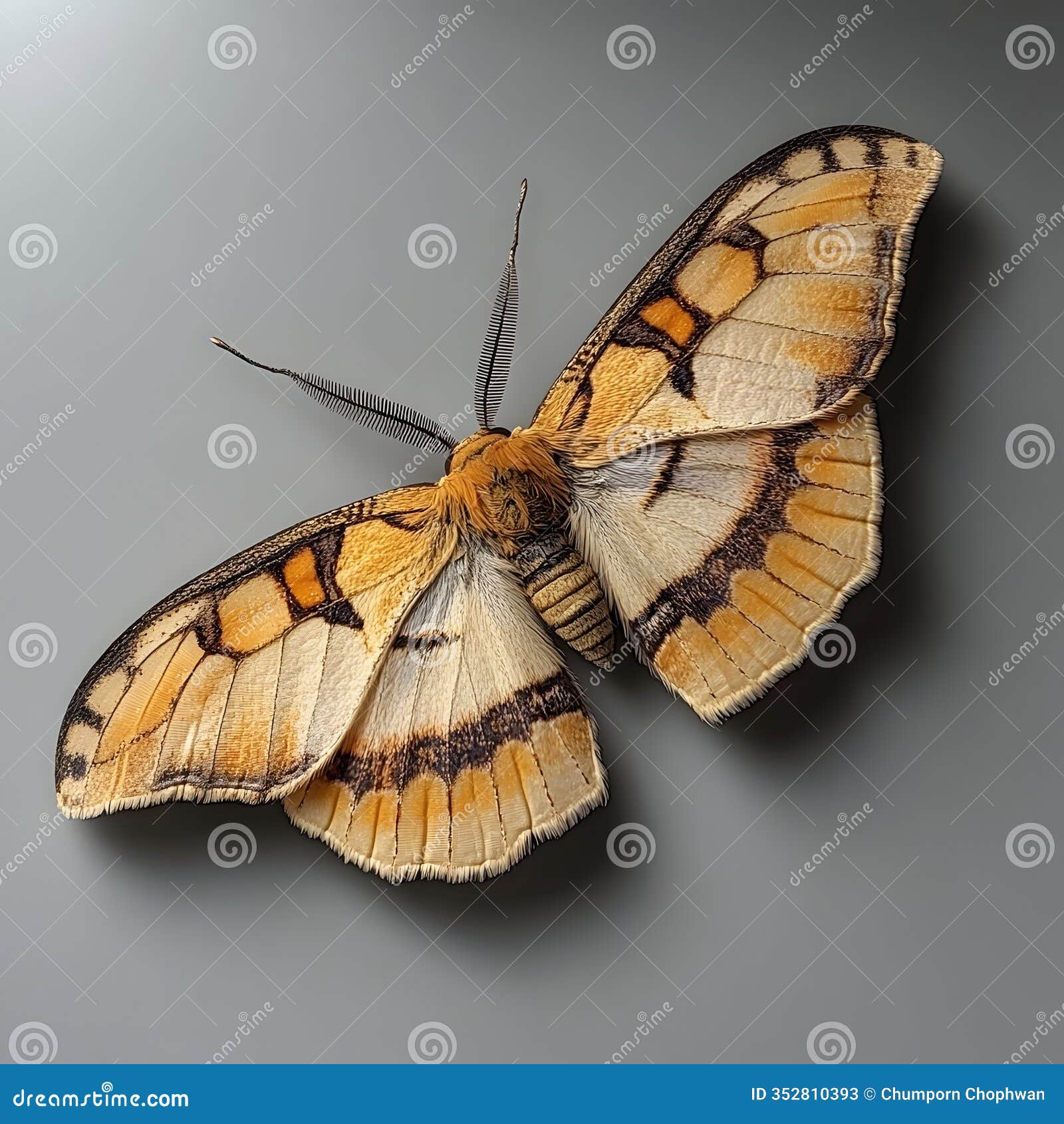 Elegant Moth Resting on Gray Backdrop in Dusk Twilight Stock Image ...
