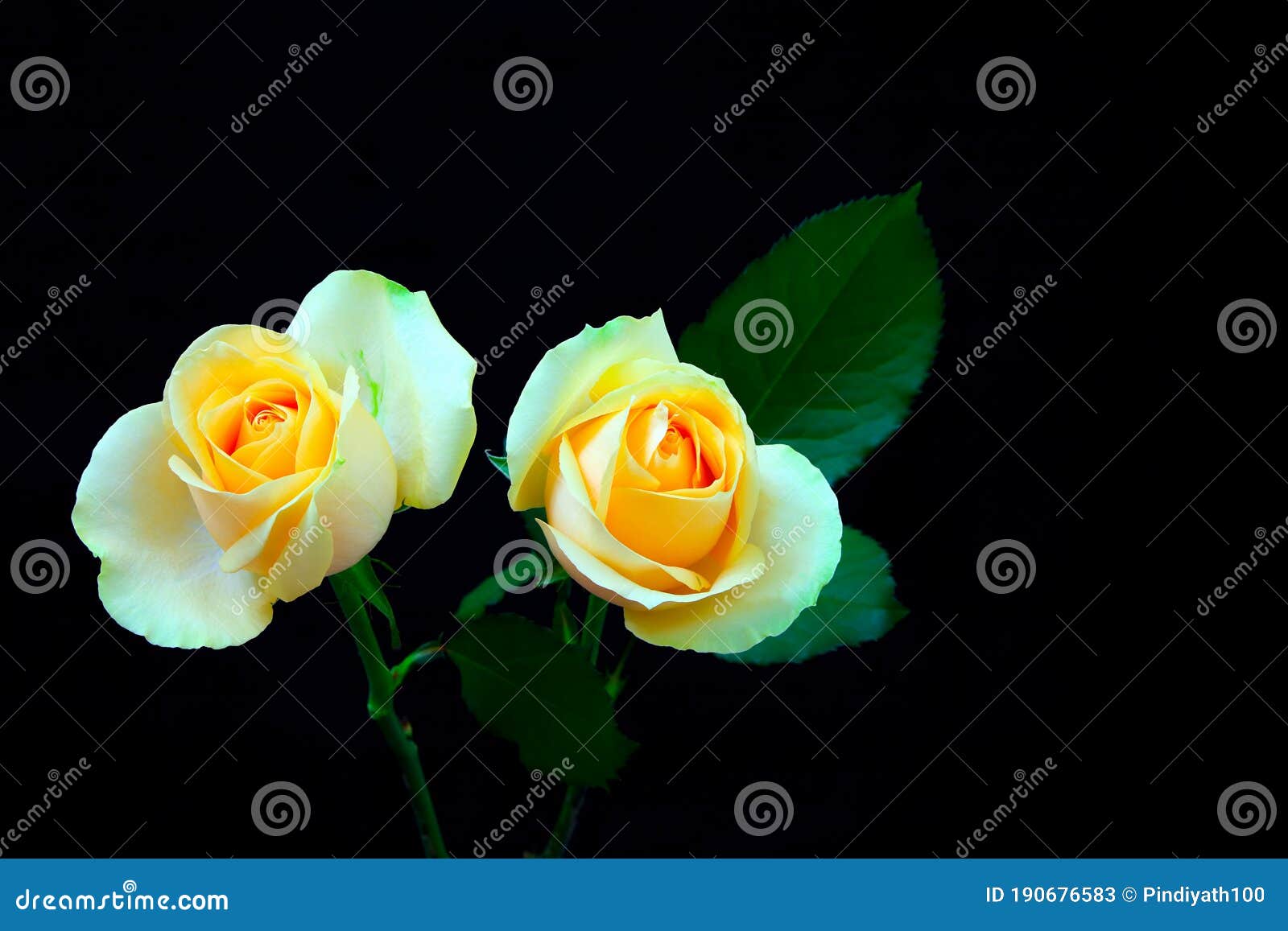 Peach Roses Royalty-Free Stock Photography | CartoonDealer.com #675401