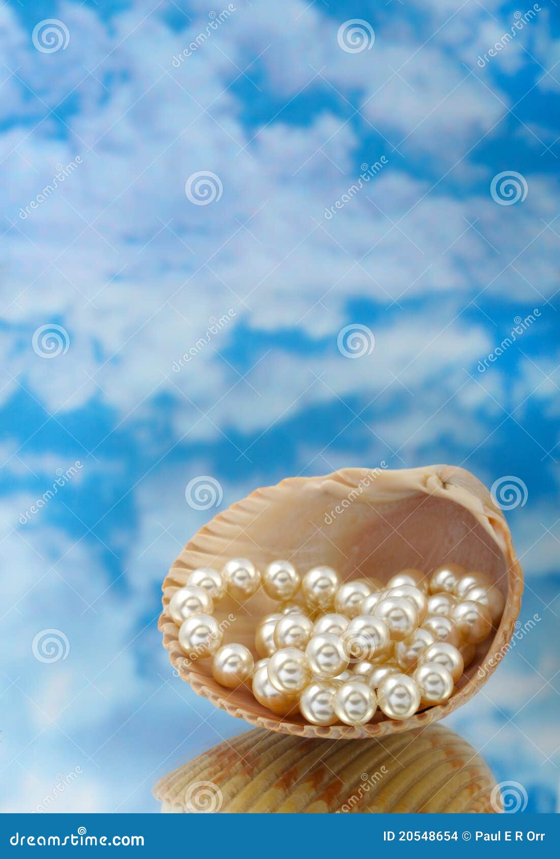Elegant pearls in shell stock photo. Image of expensive - 20548654