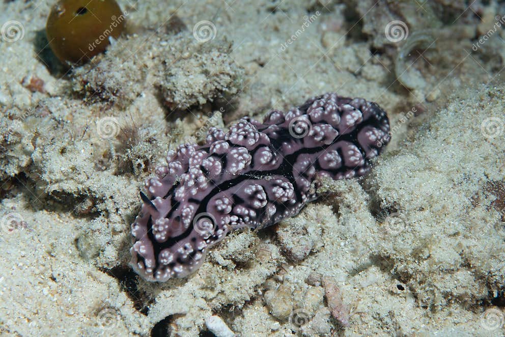 Elegant Phyllidia Phyllidia Elegans Stock Photo - Image of diving ...