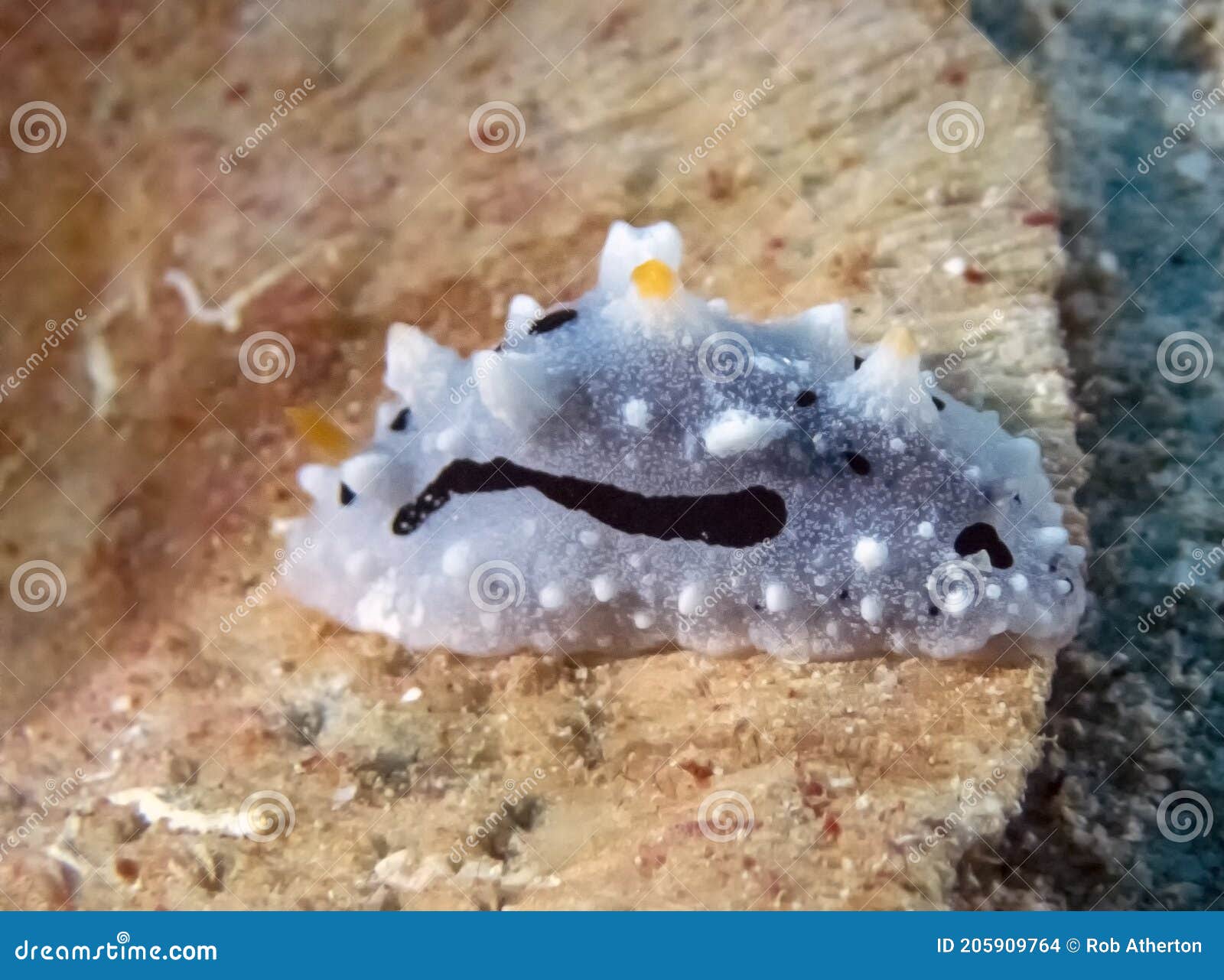 An Elegant Phyllidia Phyllidia Elegans Stock Photo - Image of marine ...