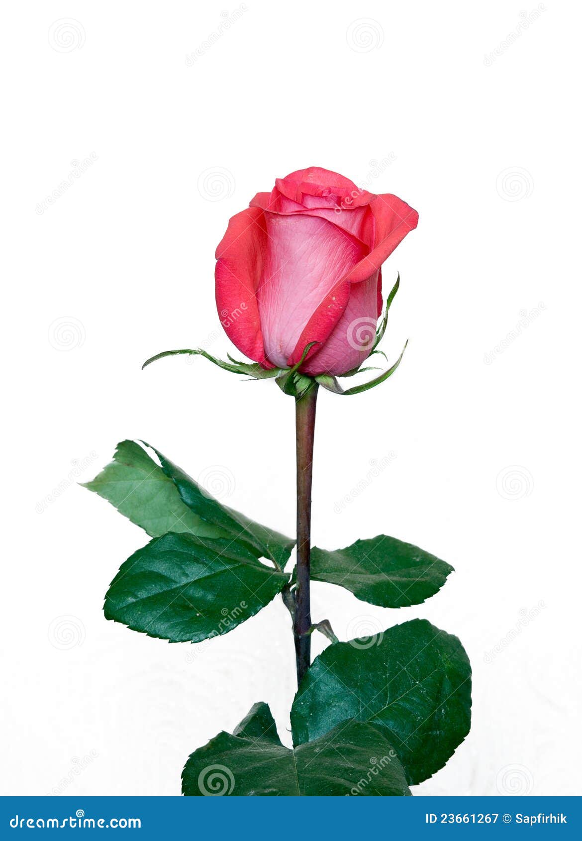 Elegant pink rose stock image. Image of petal, corner - 23661267